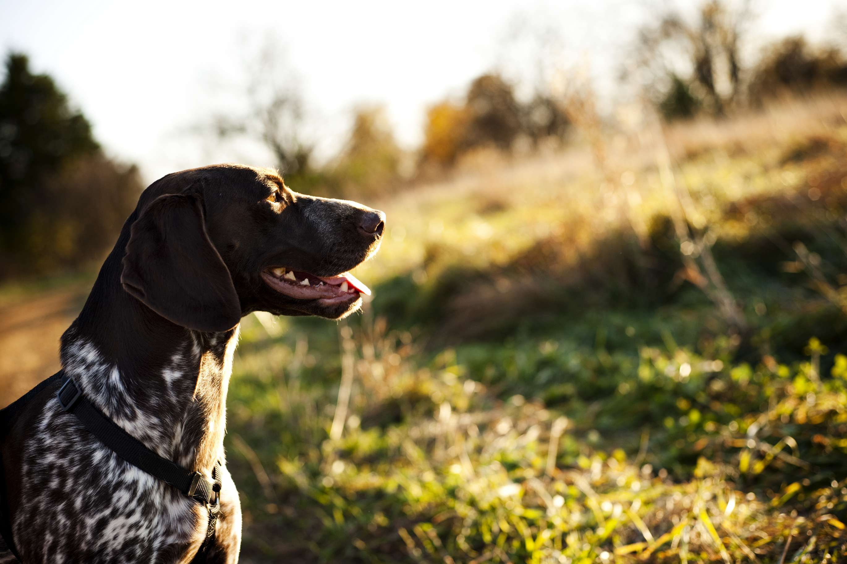 Hunting Dogs 101: Everything You Ever Wanted to Know | Carhartt